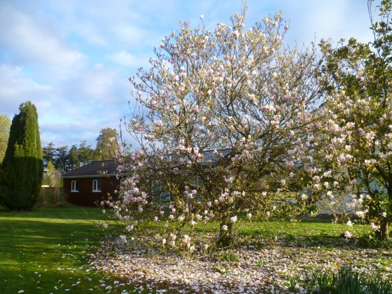 Magnolia Tree – Magnolia Lodge Devon
