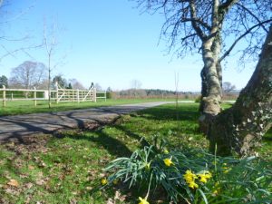 Spring Sunshine in Devon – Magnolia Lodge Devon